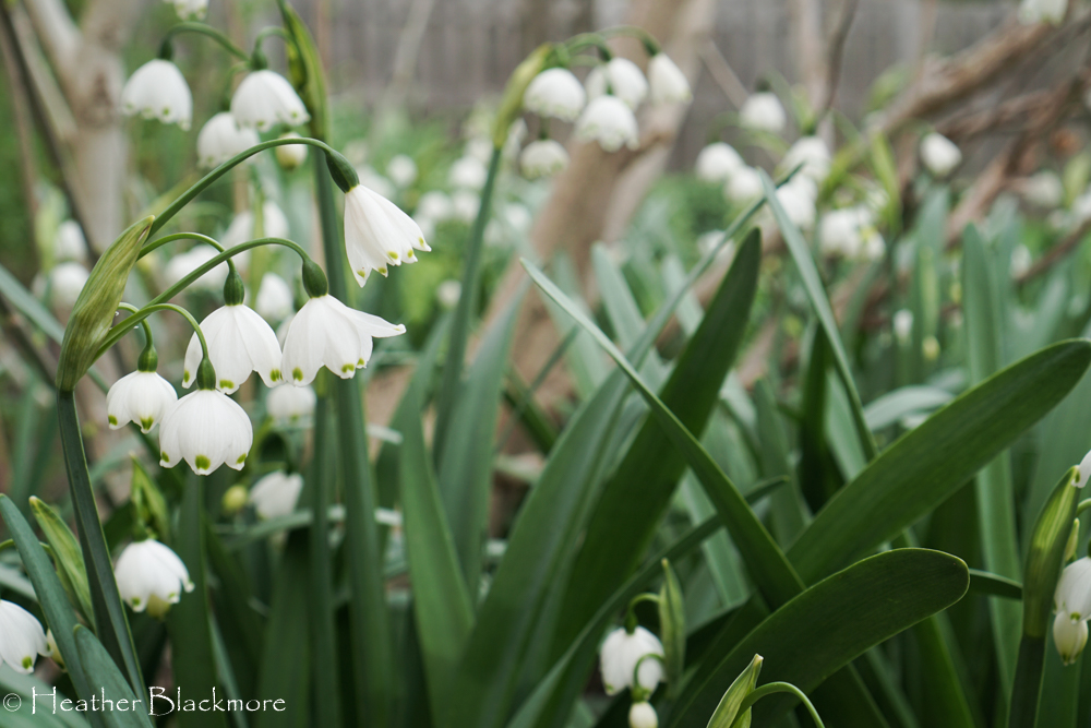 Bulb to Know: Summer Snowflake - Here She Grows