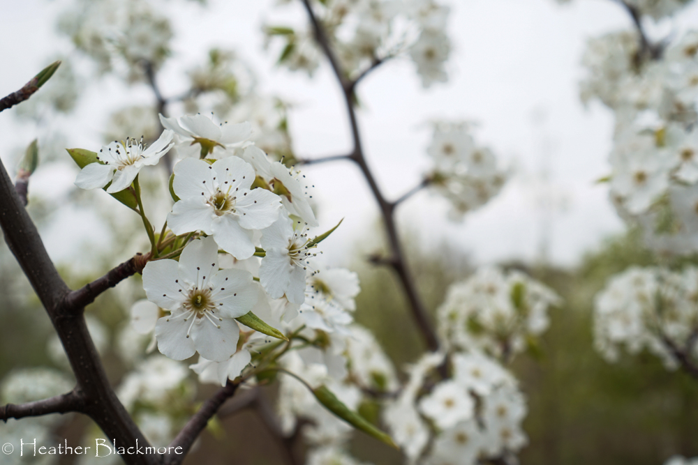 Callery Pear Is the Unfortunate Harbinger of Spring - Here She Grows